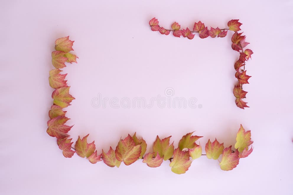 Grape leaf frame stock image. Image of flat, flora, design - 227286401