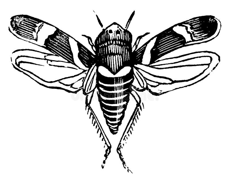 Grape Leaf Hopper, Vintage Illustration Stock Vector - Illustration of ...