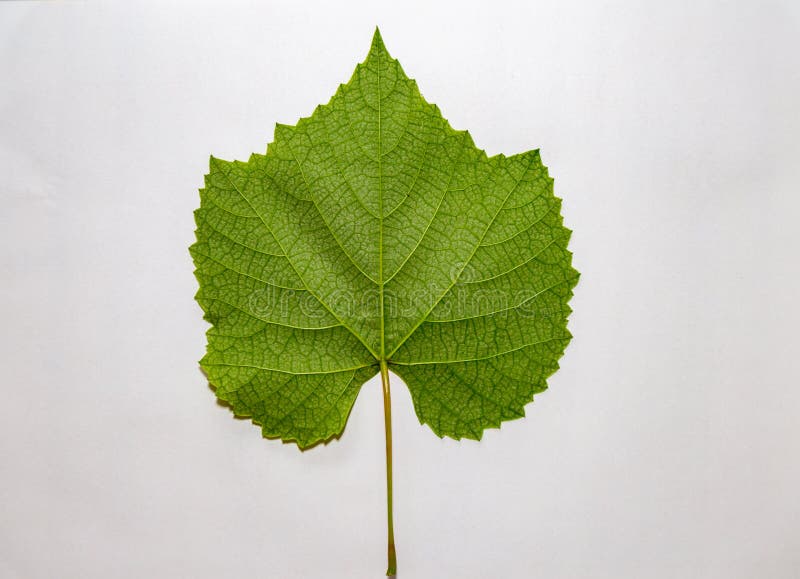 Grape Leaf Isolated on White Background. Bottom in Top View. Stock ...