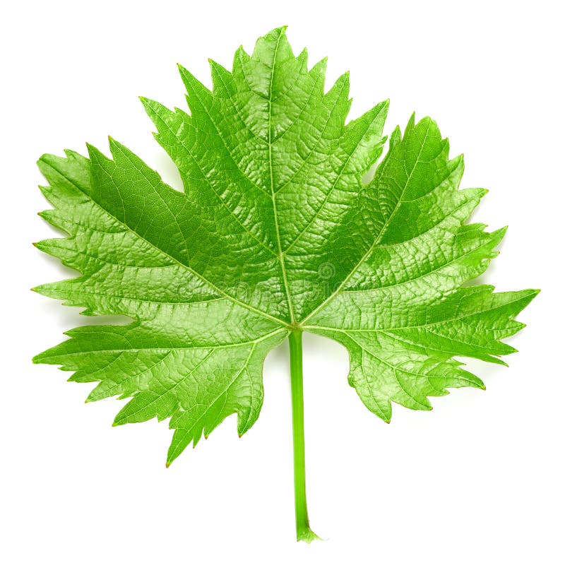 Grape Leaf Isolated on White Stock Image - Image of organic, plant ...