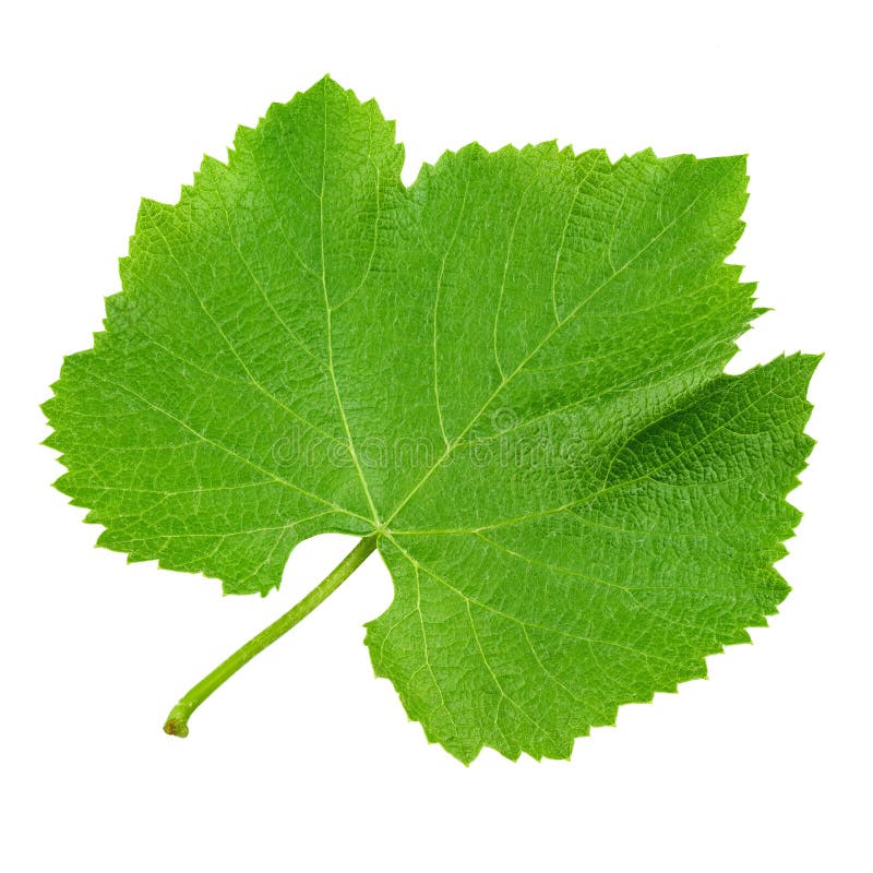 Grape Leaf Isolated on White. Full Depth of Field Stock Image - Image ...