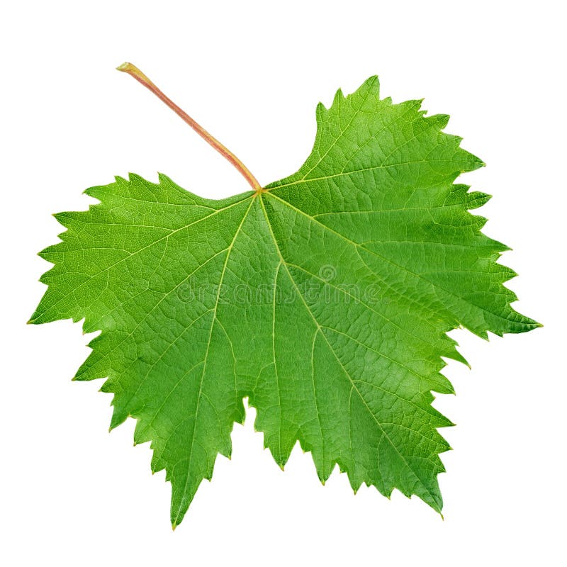 Grape Leaf Isolated on White. Full Depth of Field Stock Image - Image ...