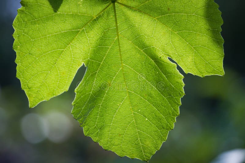 Grape leaf macro stock photo. Image of environment, beautiful - 139184694