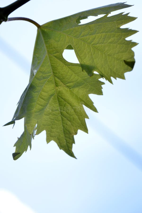 Grape leaf stock photo. Image of botanical, leaf, large - 43236528