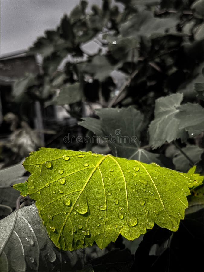 A Grape Leaf with Rain Drops on it. Stock Photo - Image of nature, rain: 264960638