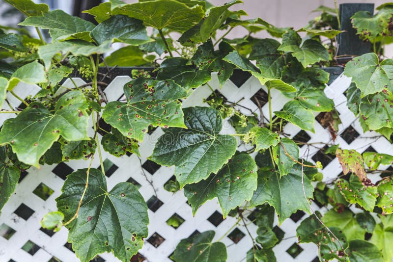 Grape Leafs Diseases. Angular Reddish Brown Spots with Shot-hole ...