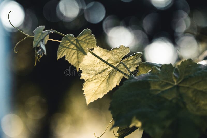 Grape Leaf in the Sun Misty Dawn Stock Image - Image of closeup ...