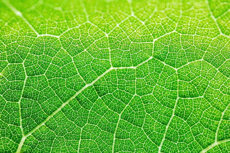 Grape Leaf Texture, Bright Green Color in Sunlight. Macro Stock Photo ...