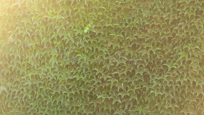 Grape Leaf Texture: Close-Up of Organic Patterns Stock Photo - Image of ...