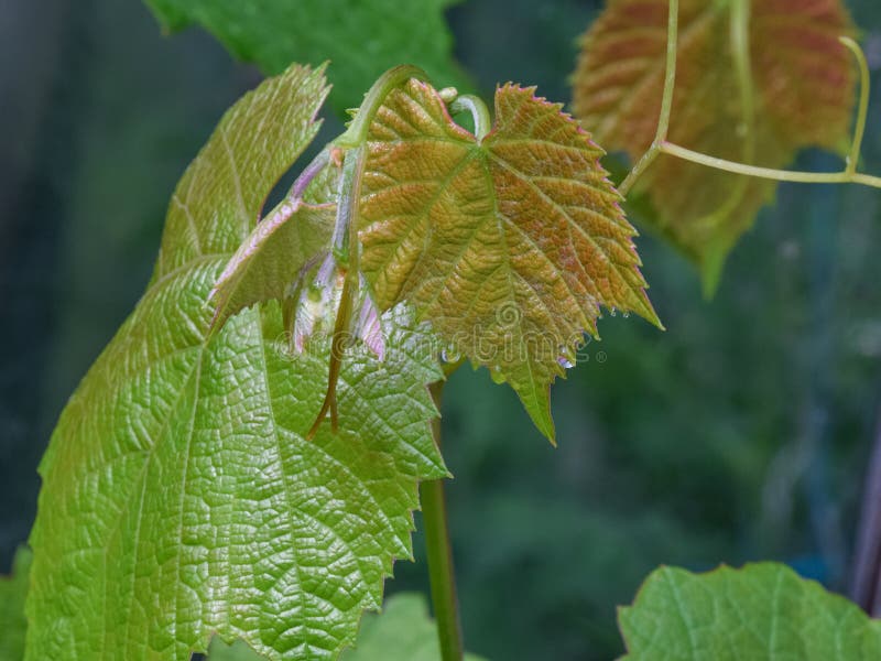 Grape Leaf Texture, Close-up View Stock Image - Image of nature, grape ...