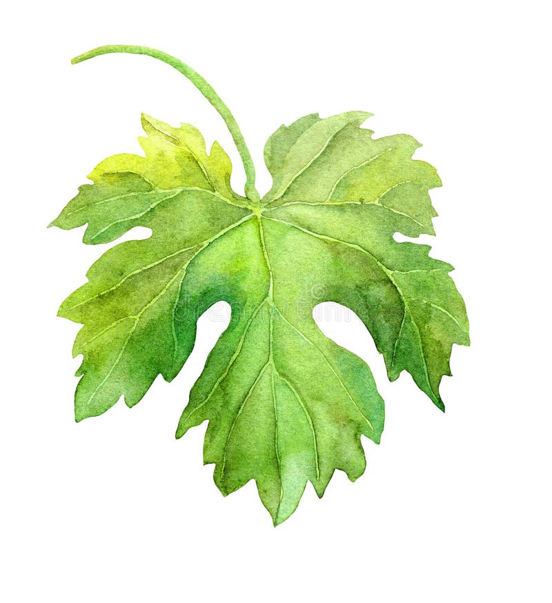Grape Leaf of Vine. Watercolor Stock Illustration - Illustration of ...