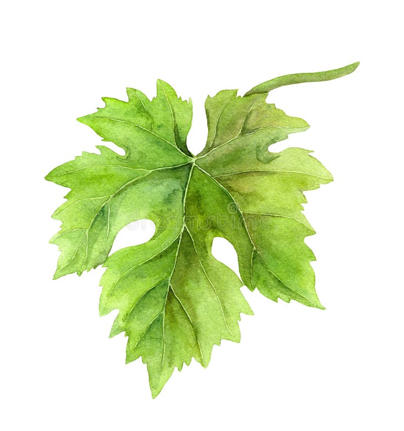 Grape leaf stock illustration. Illustration of tropical - 4370035
