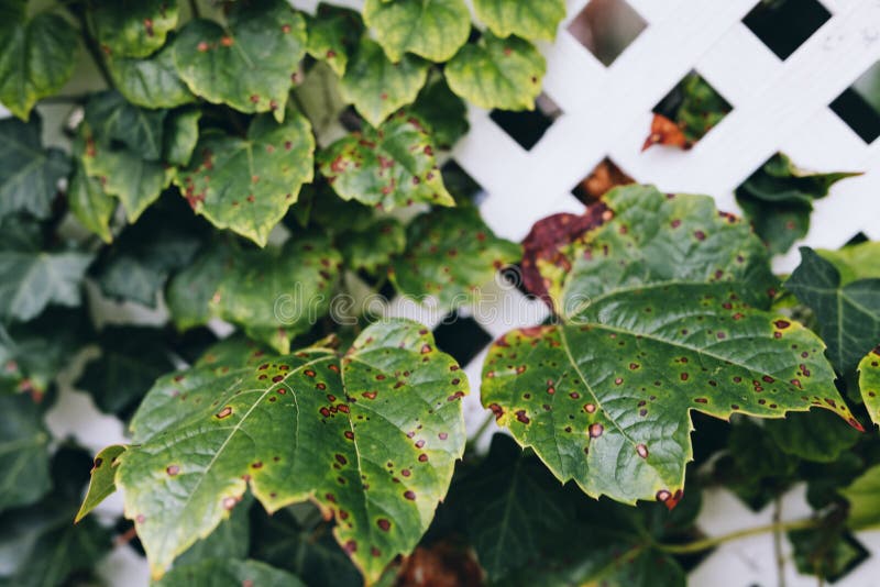 Grape Leafs Diseases. Angular Reddish Brown Spots with Shot-hole ...