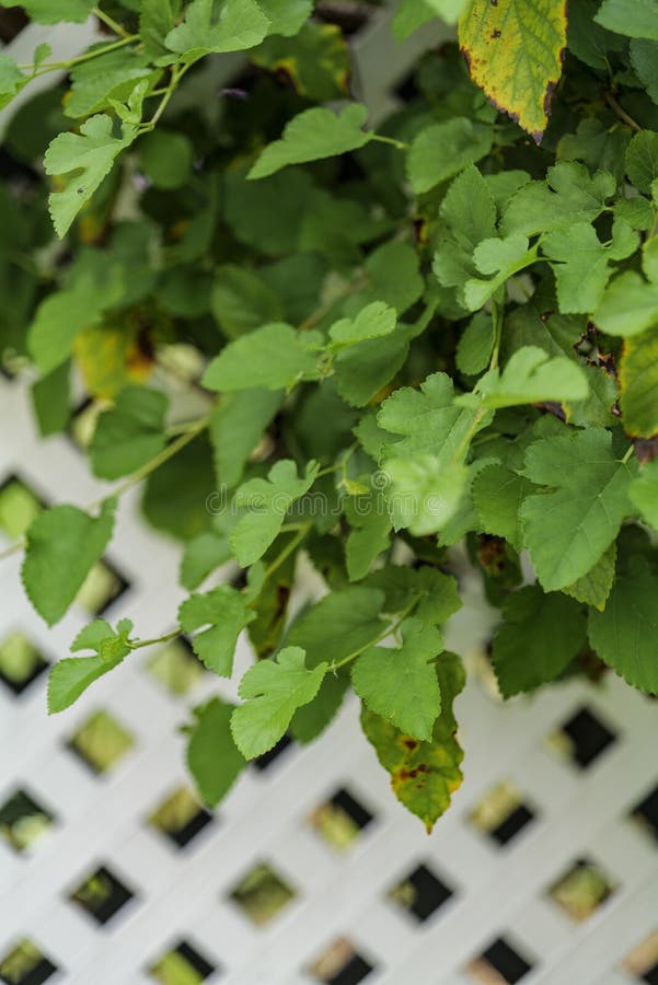 Grape Leafs Diseases. Angular Reddish Brown Spots with Shot-hole ...