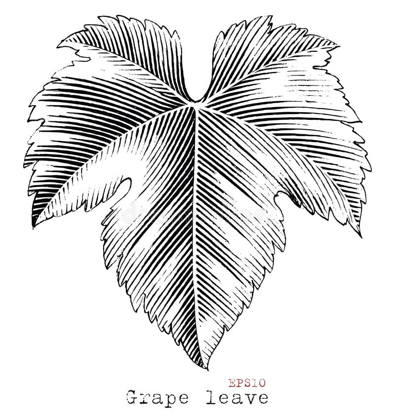 Grape Leave Hand Drawing Vintage Style Black and White Clip Art Stock ...
