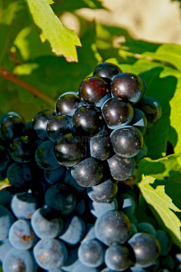 Grape with leaves stock photo. Image of agriculture, summer - 10944124