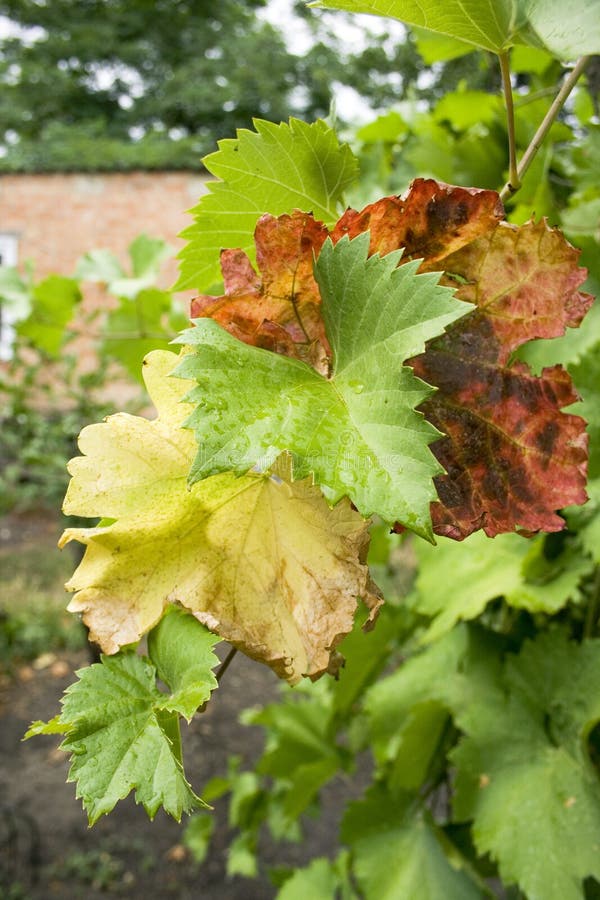 Grape leaves stock image. Image of grapes, farm, agriculture - 12450033