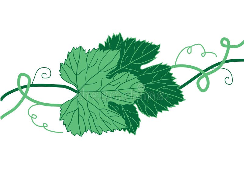 Grape leaves stock vector. Illustration of wine, grape - 13168404
