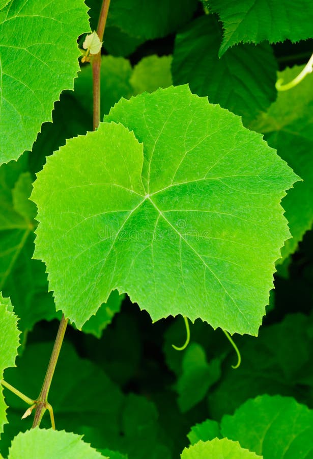 Grape Leaves stock image. Image of fresh, vibrant, branch - 20605845