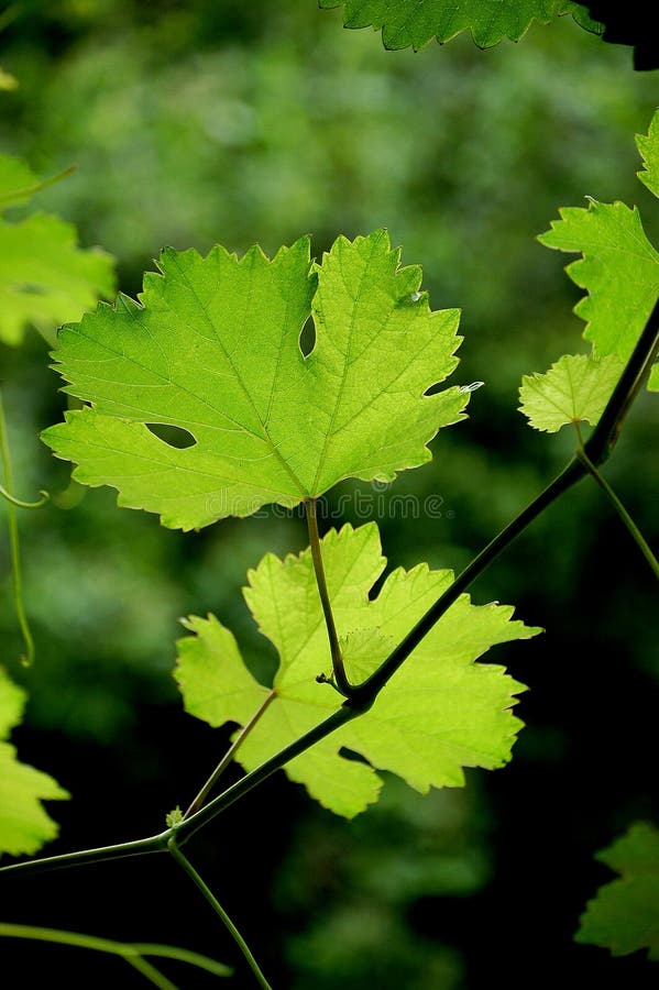 Grape leaves stock photo. Image of trellis, vine, grow - 5583870