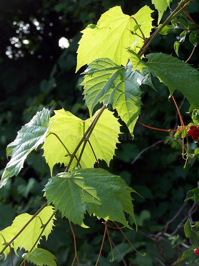 Grape leaves stock photo. Image of plant, wild, climbing - 617162
