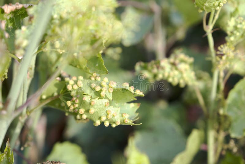 Grape Leaves Affected by Phylloxera in a Grapevine Cultivation Field ...
