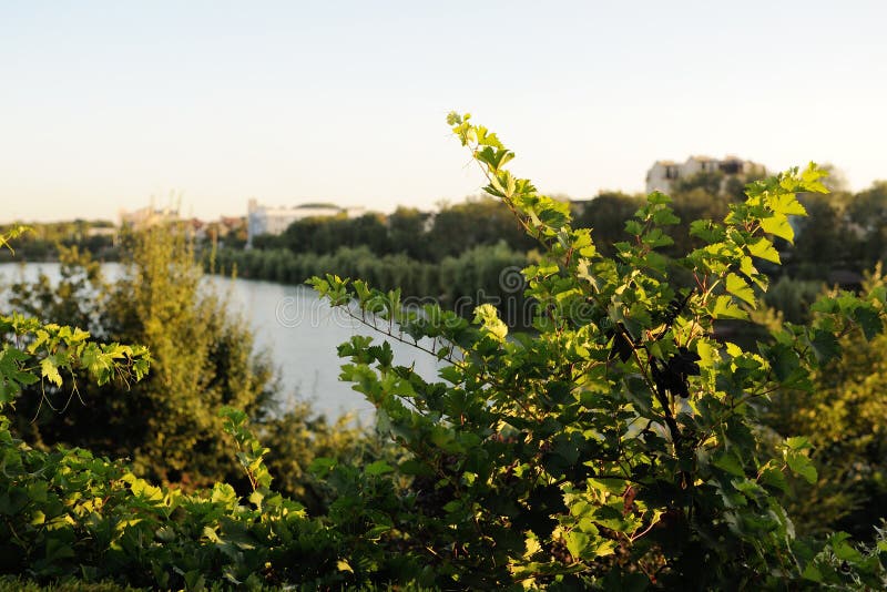 Grape Leaves Against the Background of the River Stock Image - Image of ...