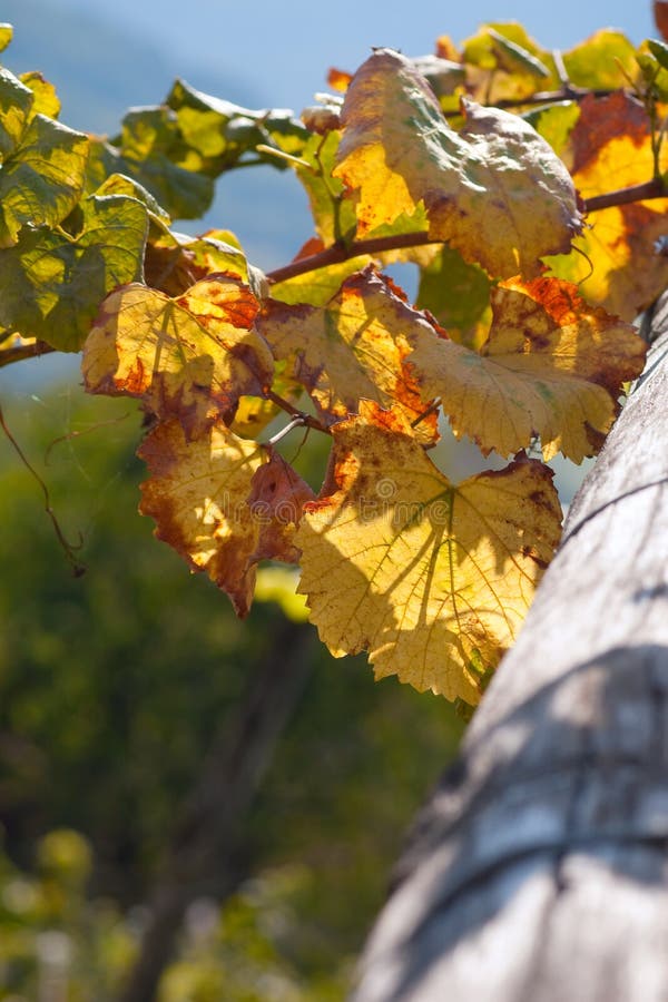 Grape leaves in autumn stock photo. Image of grow, blue - 11127864