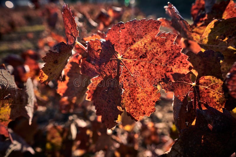 Grape Leaves with Autumn Color Stock Image - Image of fall, autumn ...