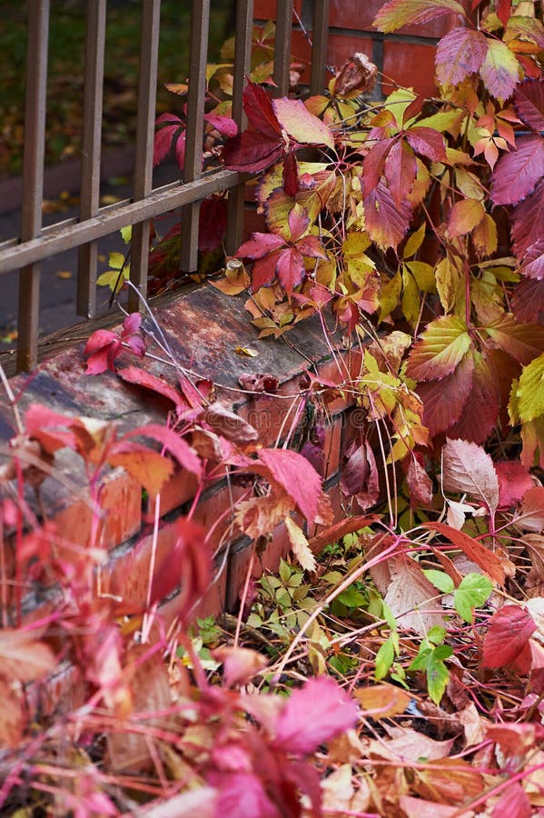 Grape Leaves in Autumn, Red Color. Hedge. Nature Stock Photo - Image of ...