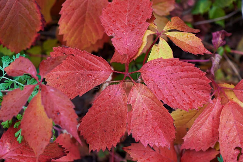 Grape Leaves in Autumn, Red Color. Hedge. Nature Stock Photo - Image of ...