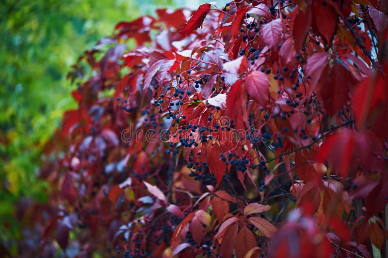 Grape Leaves in Autumn, Red Color. Hedge. Nature Stock Photo - Image of ...