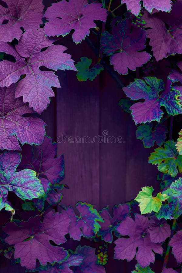 Grape Leaves Background Neon Colours Creative Idea Stock Photo - Image ...