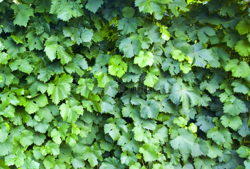 Grape Leaves Background. Vineyard Pattern Stock Image - Image of blue ...