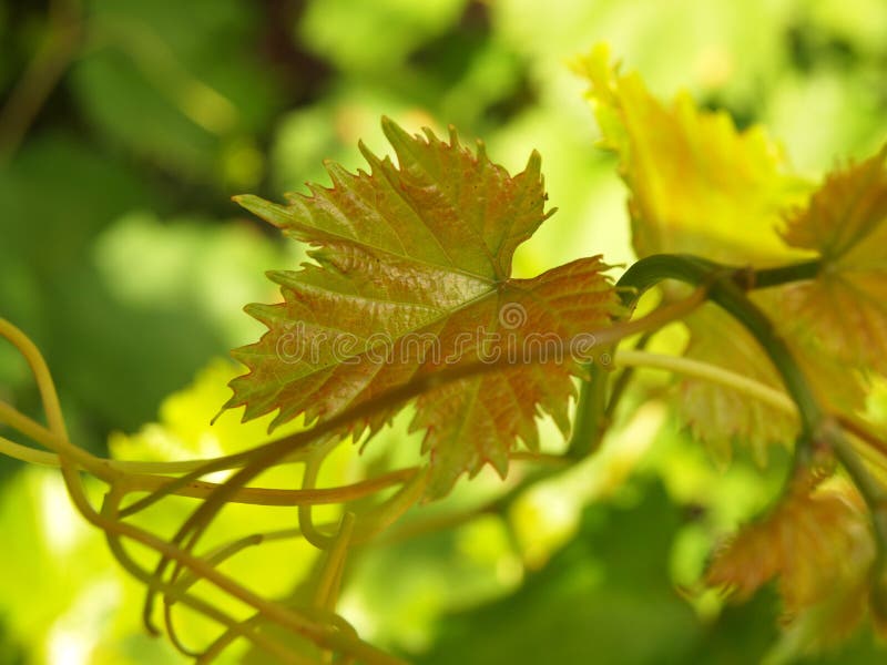 Grape leaves stock image. Image of harvest, growing, decoration - 93021427