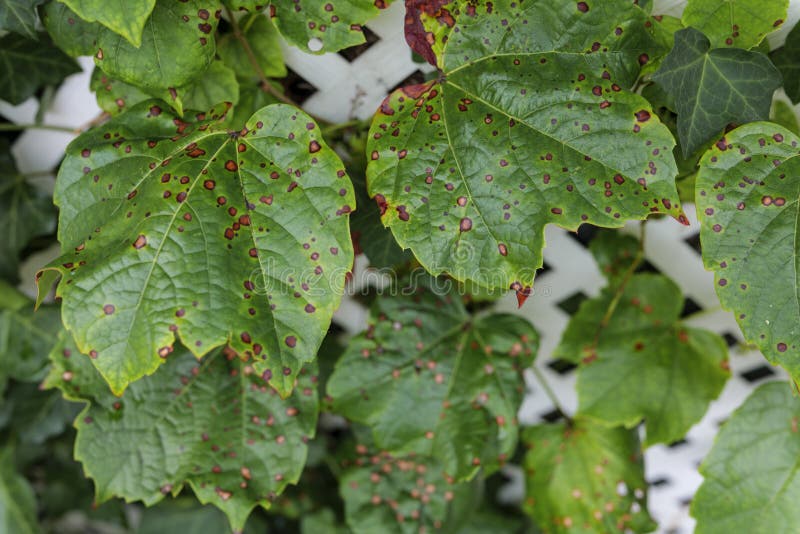 Grape Leaves Diseases. Angular Reddish Brown Spots with Shot-hole ...