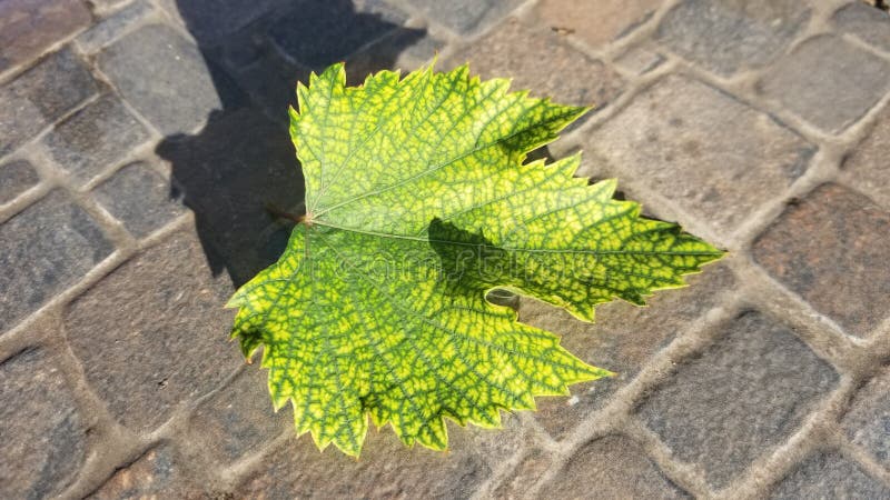 Grape Leaves that Fall on the Ground ? Stock Photo - Image of shrub ...