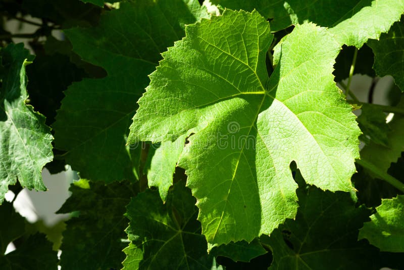 Grape Leaves. Fresh Green Grape Leaves Texture Stock Photo - Image of ...