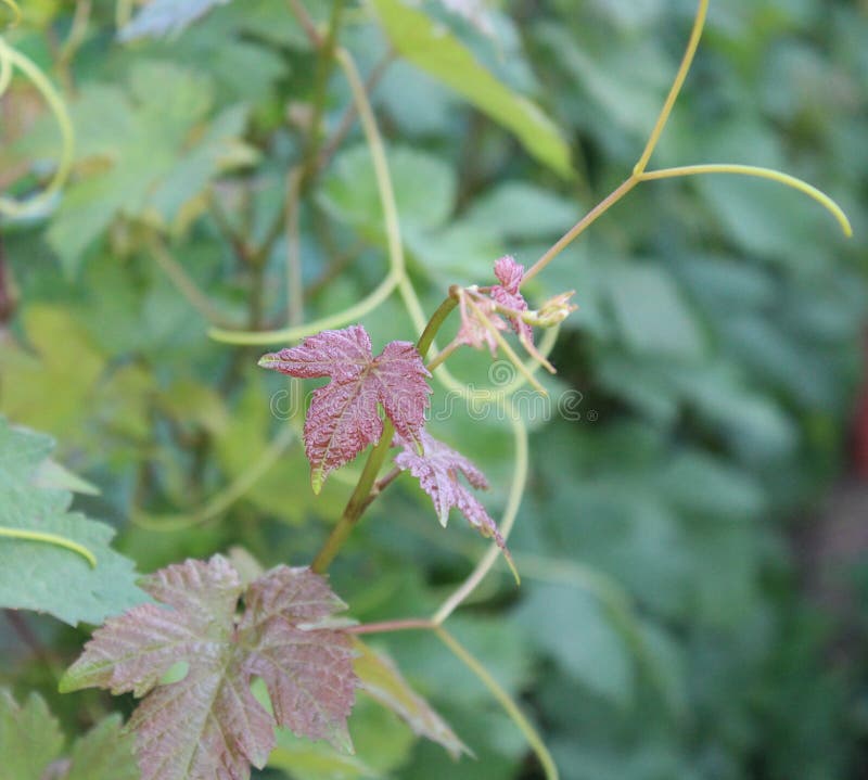 Grape leaves stock photo. Image of garden, gardening - 93962048