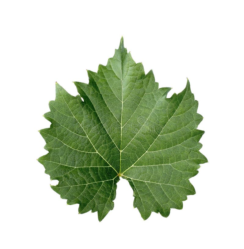 Grape leaves isolated. stock image. Image of fruit, fresh - 119431083