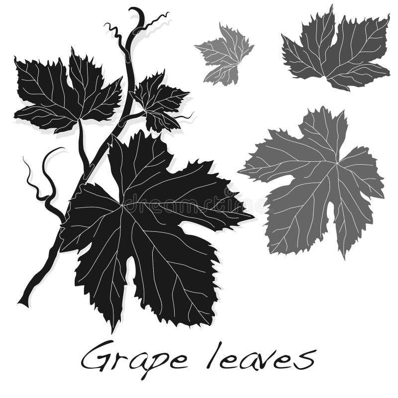 Grape Leaves Isolated on White. Stock Vector - Illustration of plant ...