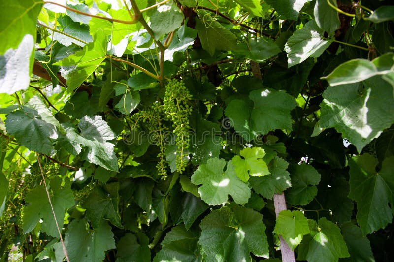 Grape Leaves and Small Berries. Vine on a Branch Stock Image - Image of ...