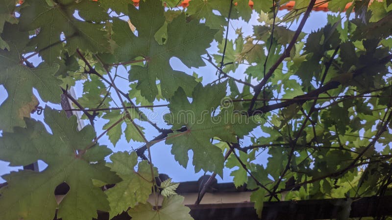 Grape Leaves Spread Out To Form the Roof Stock Image - Image of nature ...