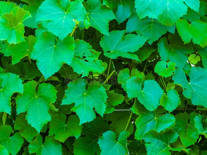 Grape leaves stock photo. Image of color, strata, grape - 121097750