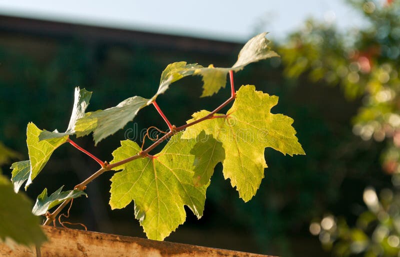 Grape leaves in sunlight stock image. Image of grapevine - 131763753