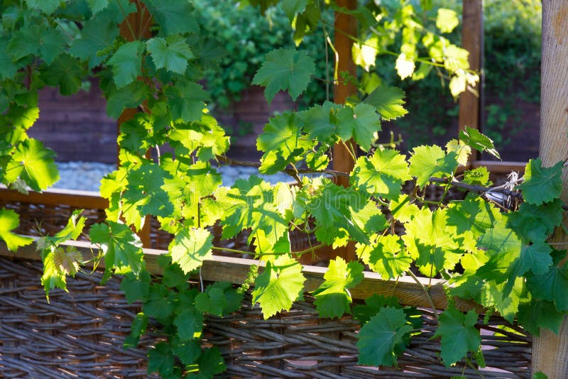 Grape Leaves with Sunlight Closeup Agriculture Stock Photo - Image of ...