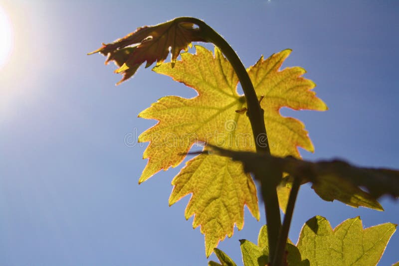 Grape leaves sunlight stock photo. Image of leaves, growing - 182141130