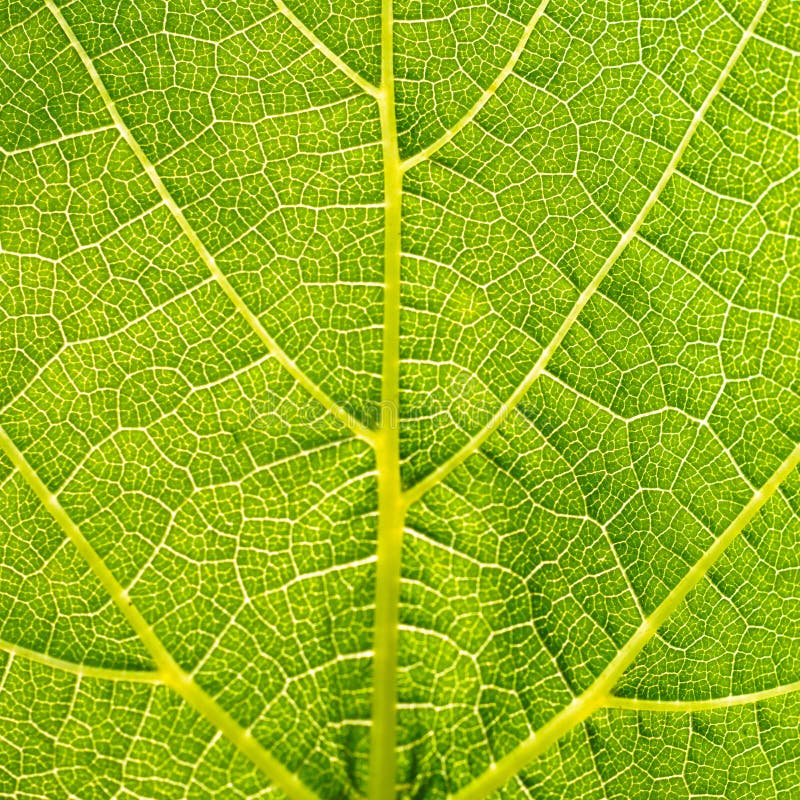 Grape Leaves Texture Leaf Background Macro Green Light Closeup Stock ...