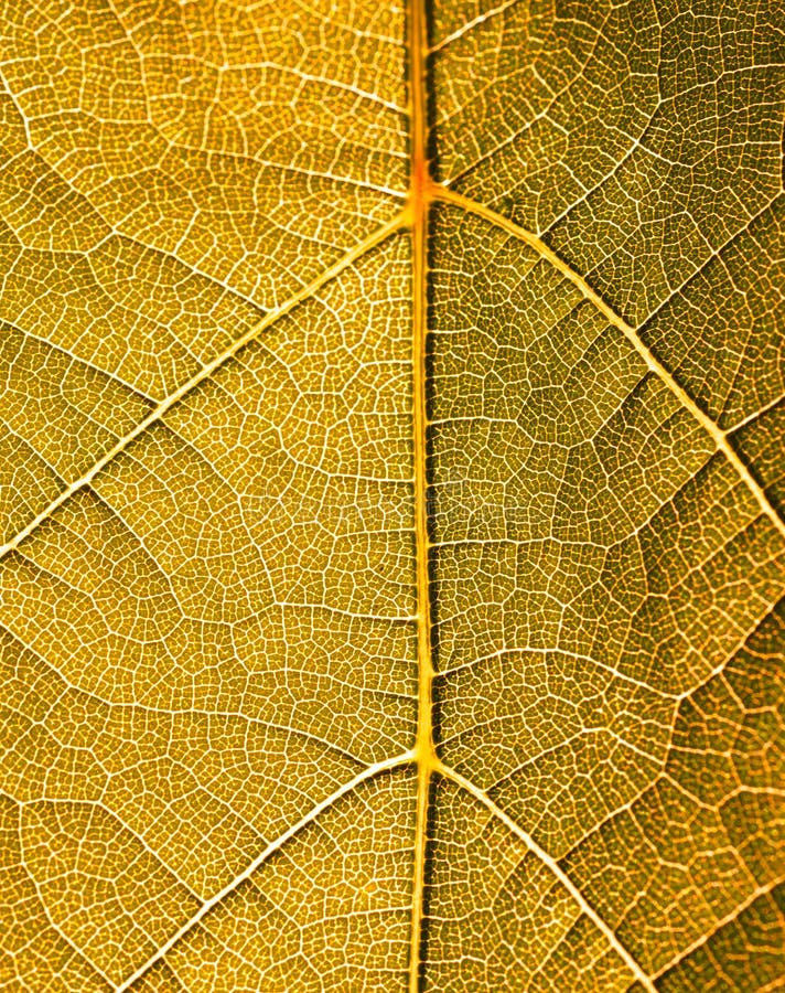 Grape Leaves Texture Leaf Background Macro Green Light Closeup Stock ...