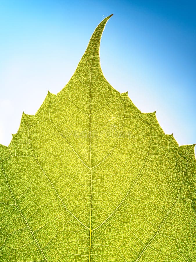 Grape Leaves Texture Leaf Background Macro Green Light Closeup Stock ...